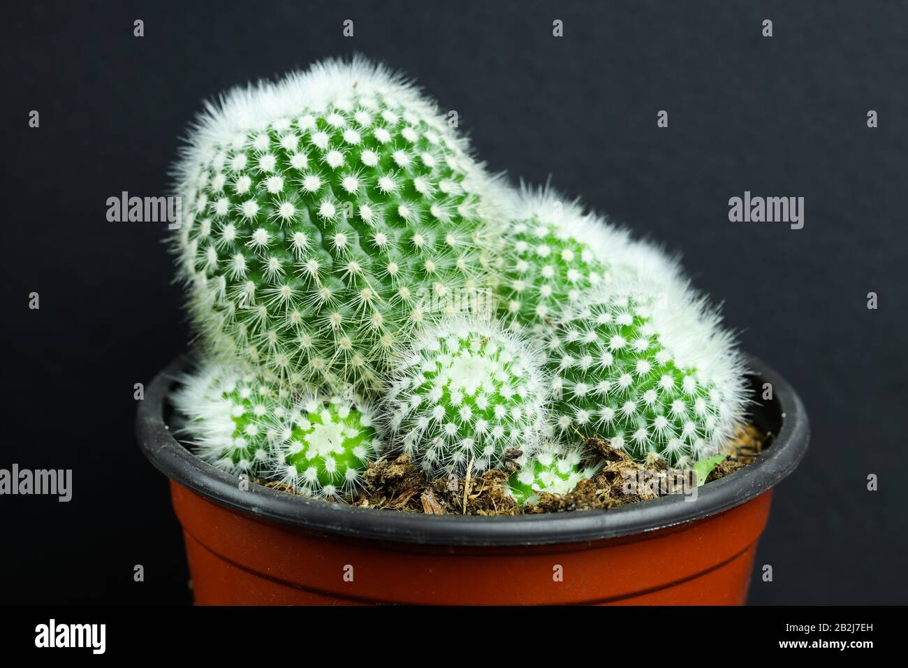 Mammillaria crinita dwarf cactus in red plastic pot with dark ...