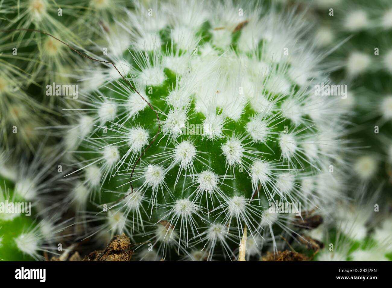 Mammillaria crinita dwarf cactus macro photography Stock Photo - Alamy