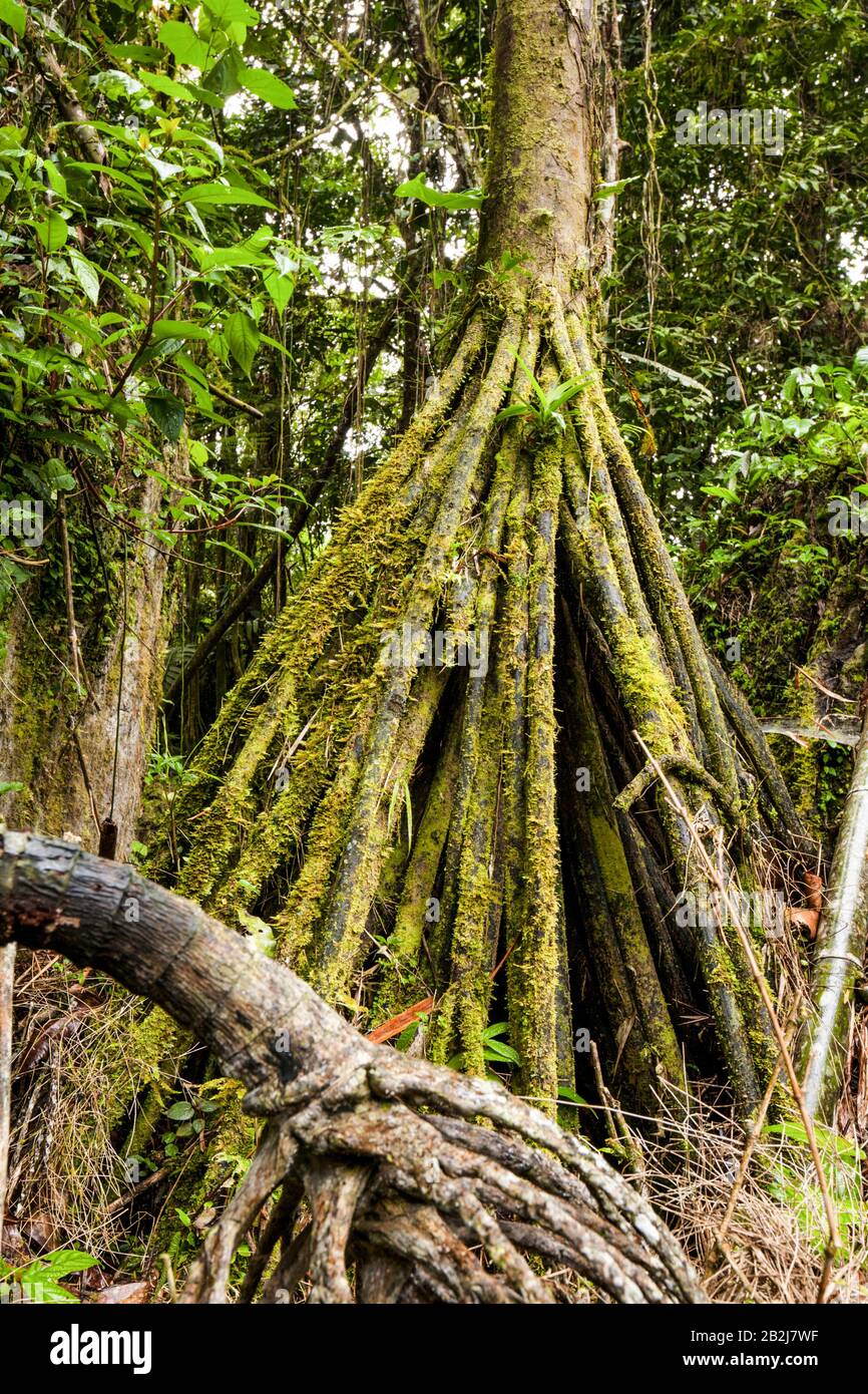 Socratea Exorrhiza The Walking Palm Or Cashapona Is A Palm Native To ...