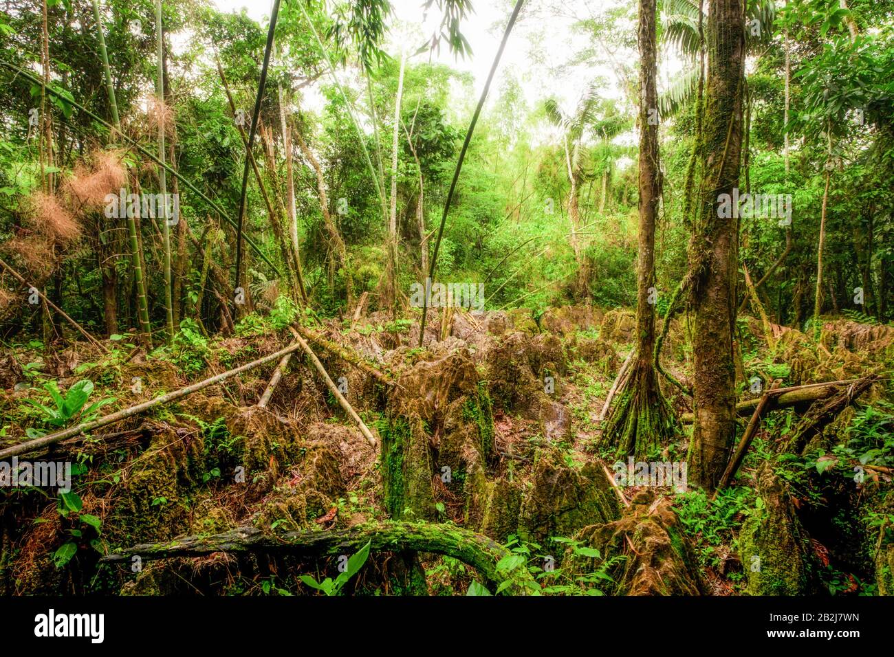 Natural Labyrinth In Dense Amazonian Rainforest Stock Photo - Alamy