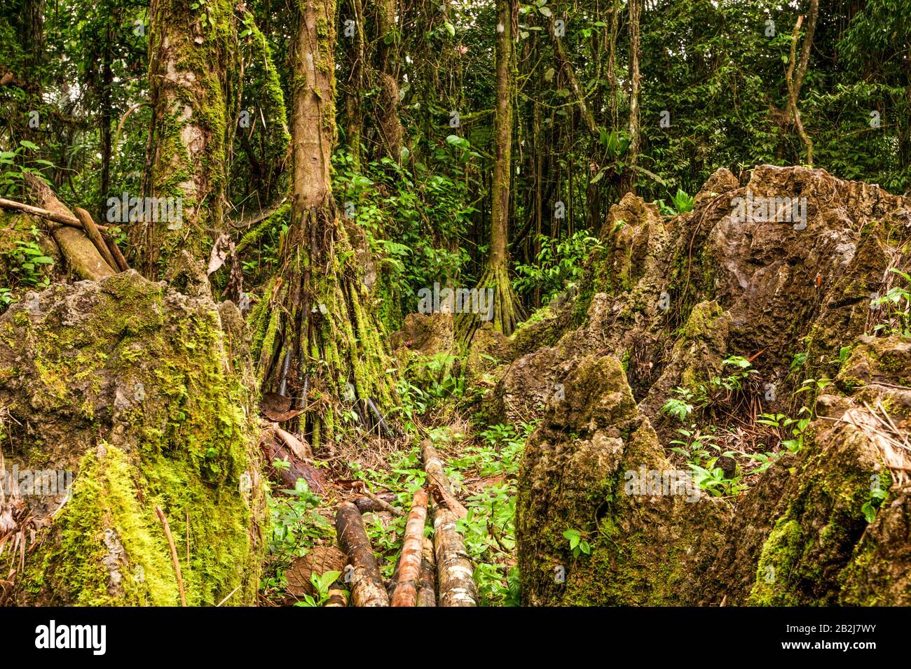Boulder Labyrinth Deep Inside Amazon Jungle South America Stock Photo ...