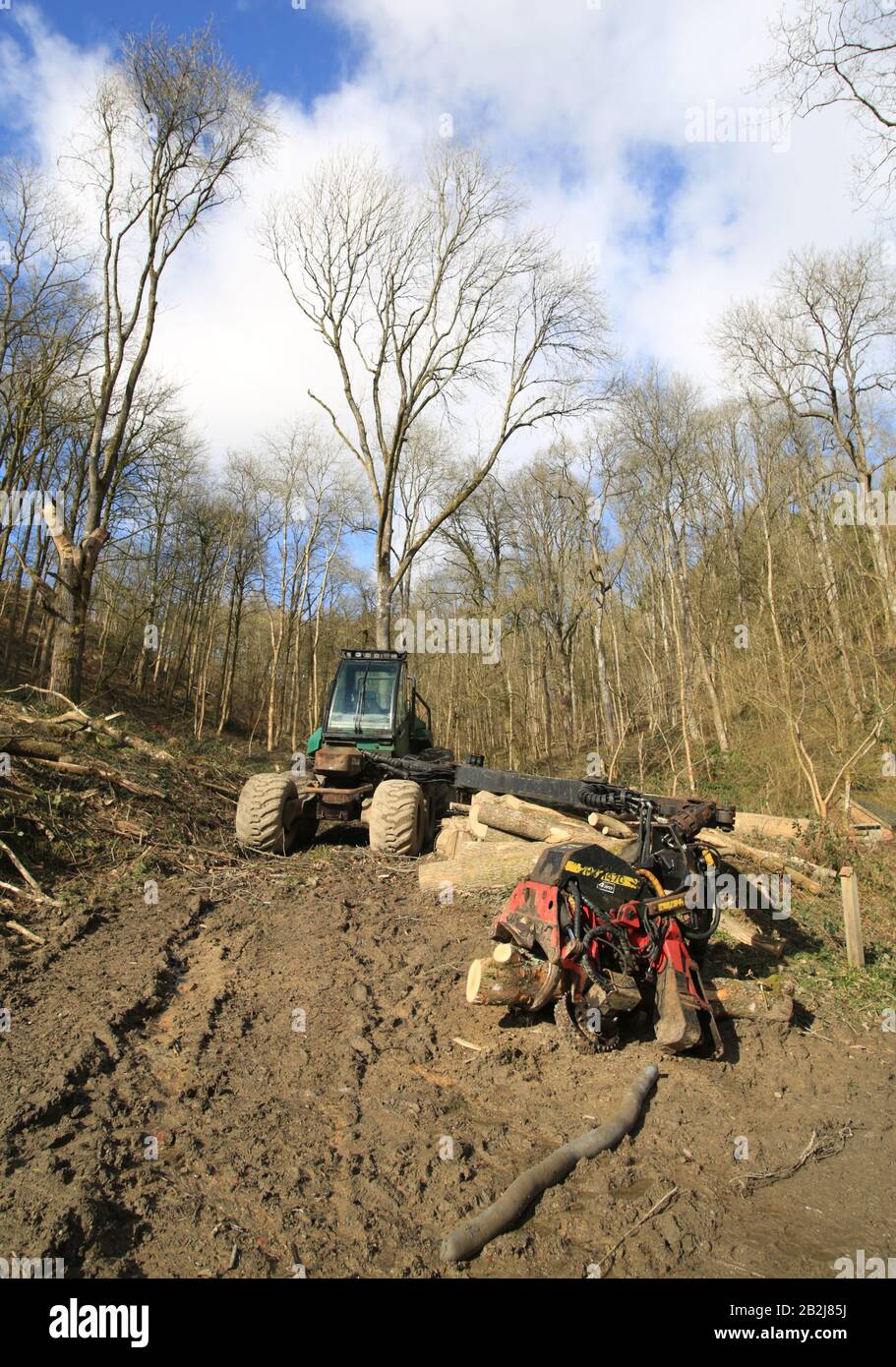 Trees being felled due to ash dieback in the grounds of Croft castle ...