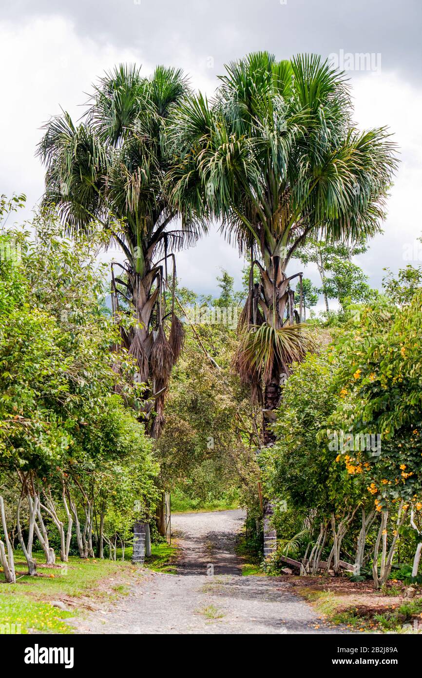 Palm Tree Gate Farm In Ecuadorian Jungle Stock Photo - Alamy