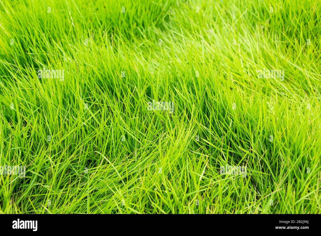 Grann grass texture Stock Photo - Alamy