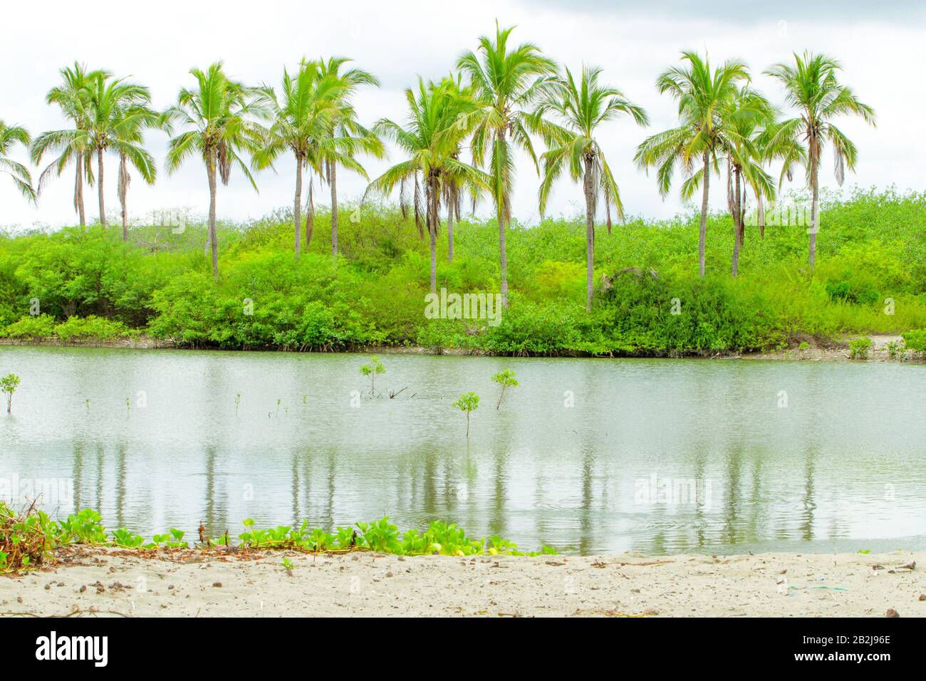 Beautiful Line Of Palm Trees In Puna Island Ecuador Stock Photo - Alamy