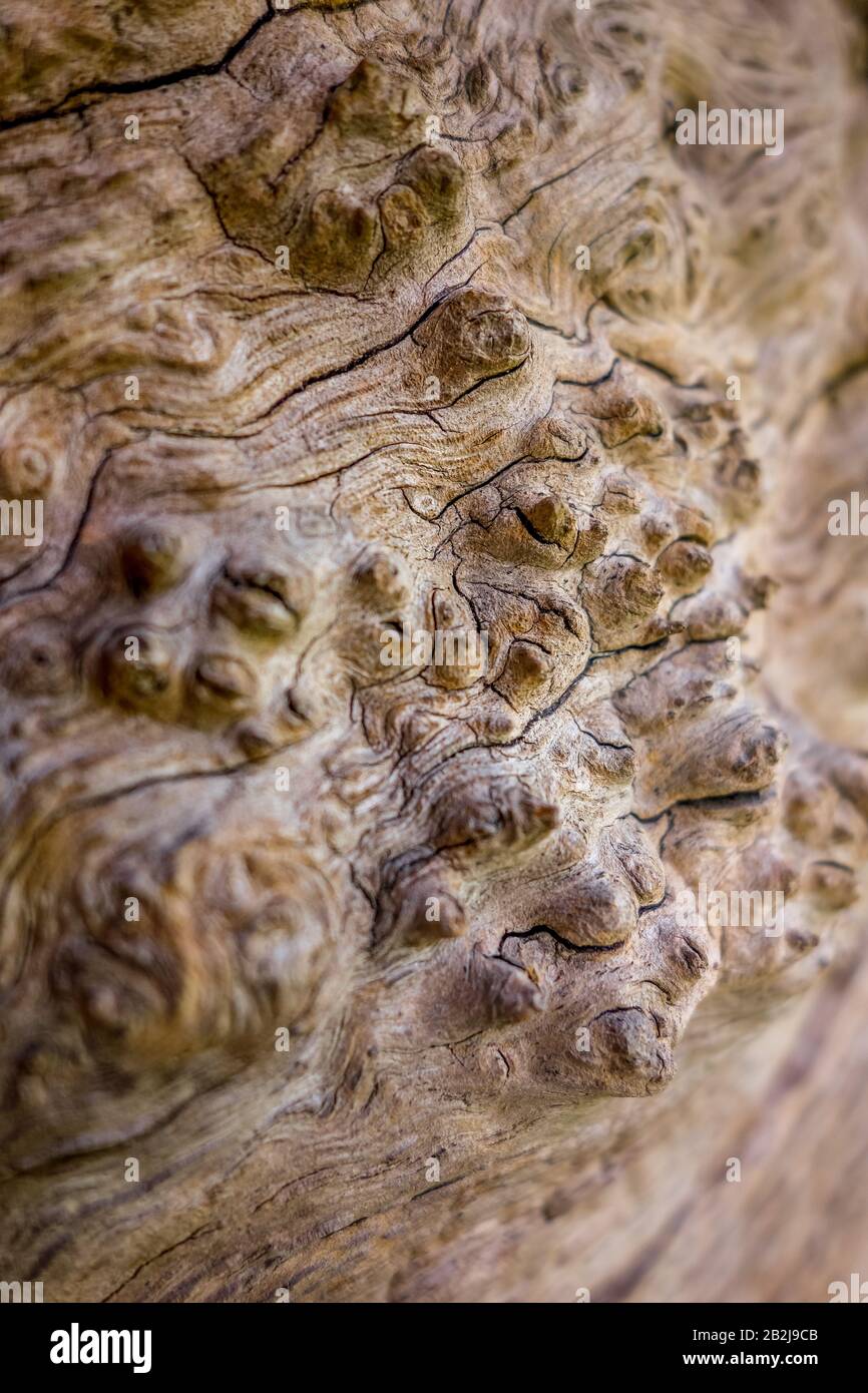 Abstract tree knot hi-res stock photography and images - Alamy