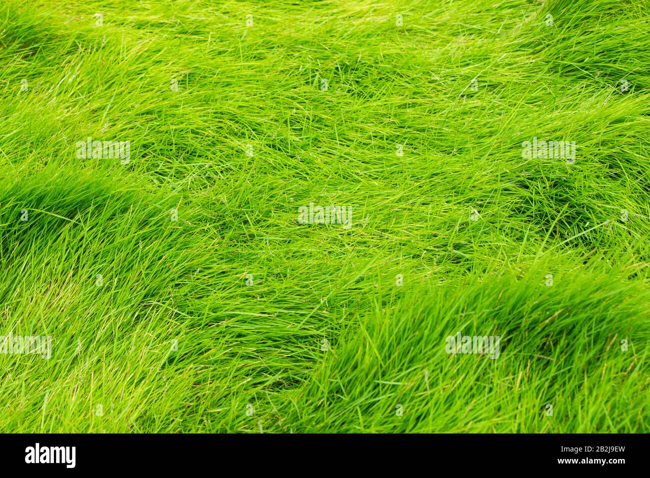 Grann hi-res stock photography and images - Alamy