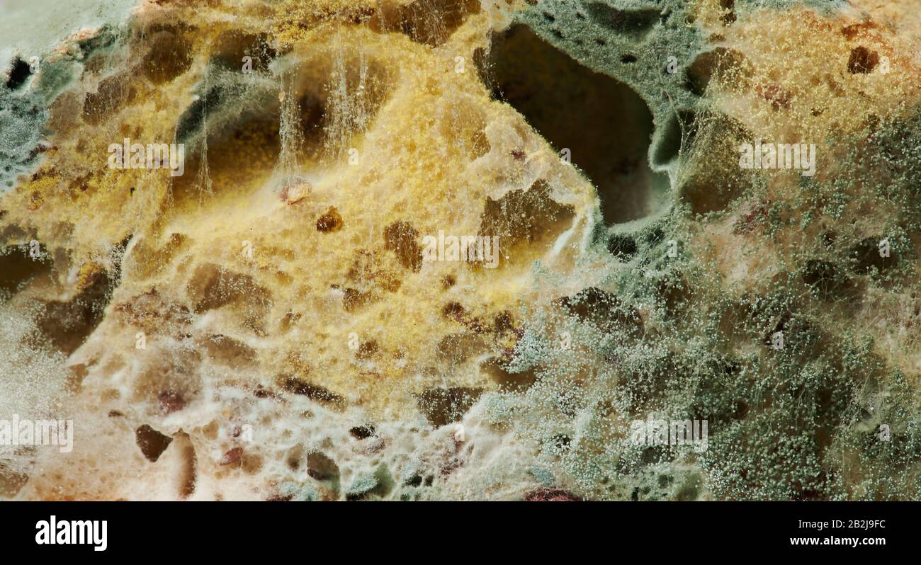 Mould bread spores hi-res stock photography and images - Alamy