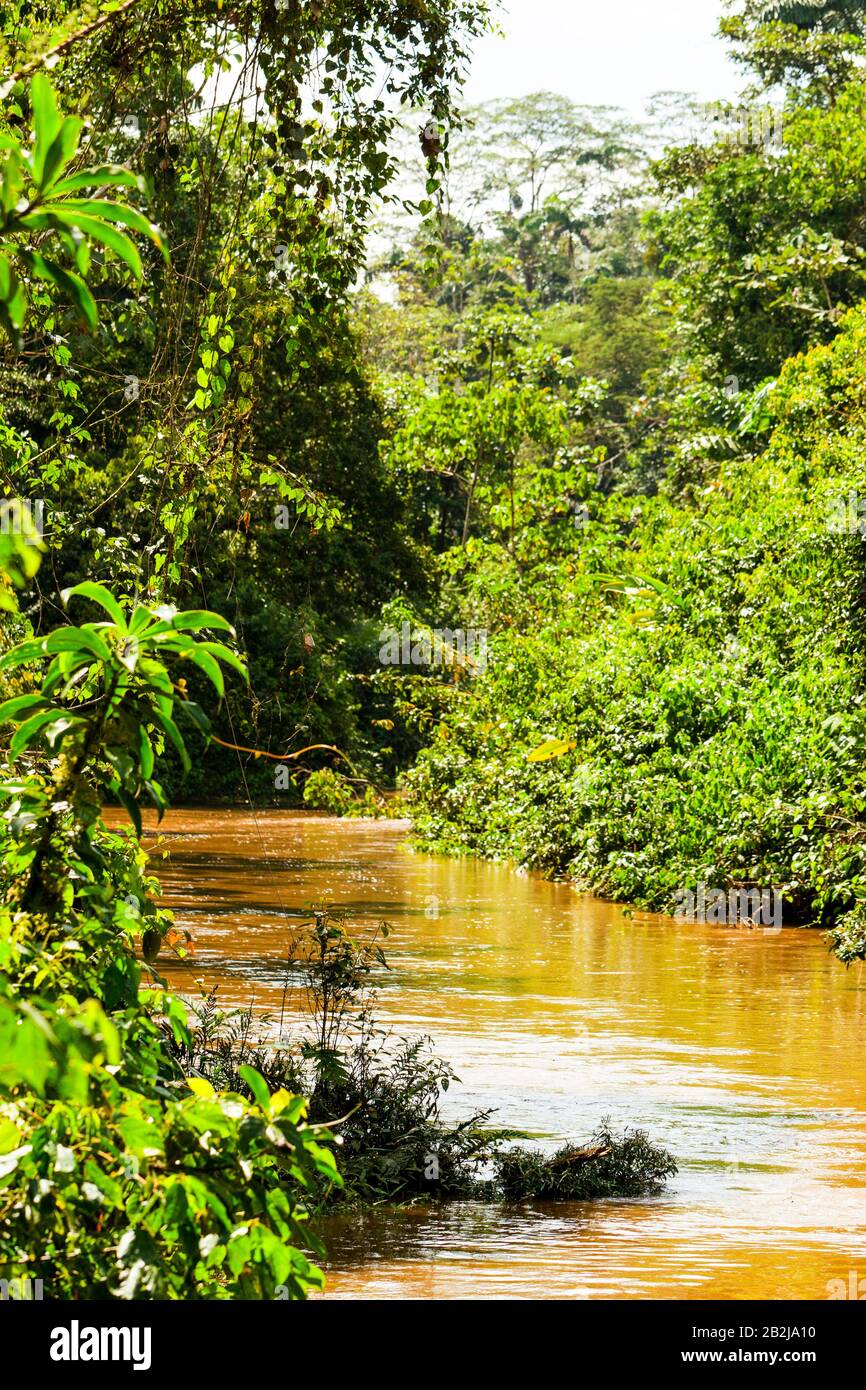 Dense Vegetation In Ecuadorian Basin Of Amazon River Stock Photo - Alamy