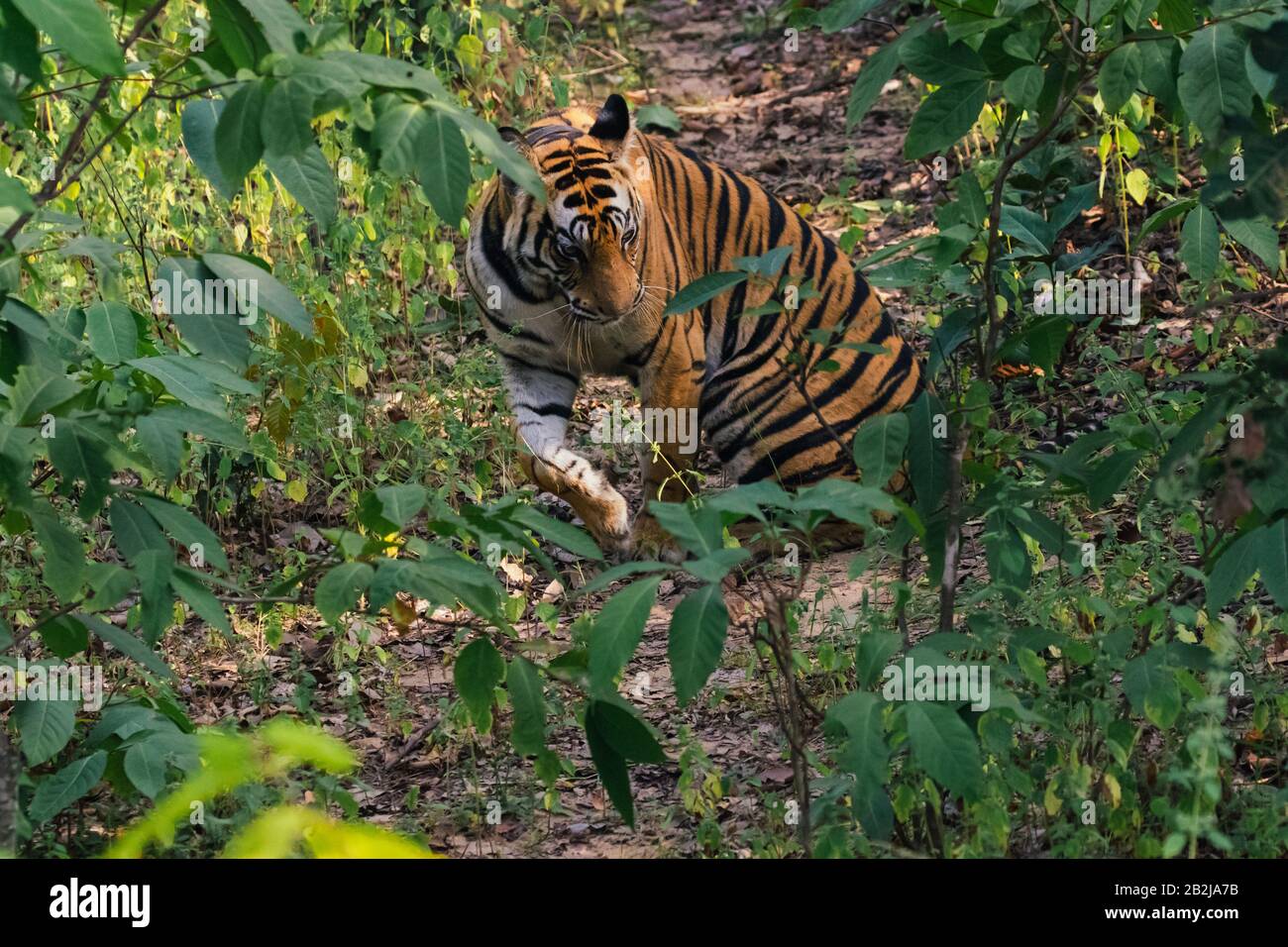 Tiger at a forest in Madhya Pradesh in India Stock Photo - Alamy