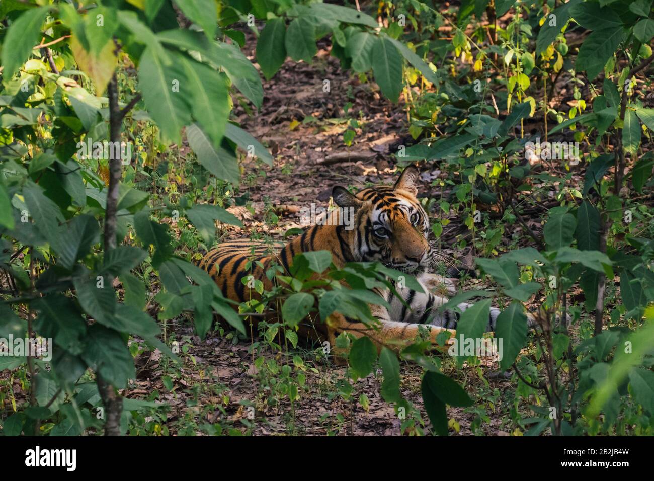 Tiger at a forest in Madhya Pradesh in India Stock Photo - Alamy