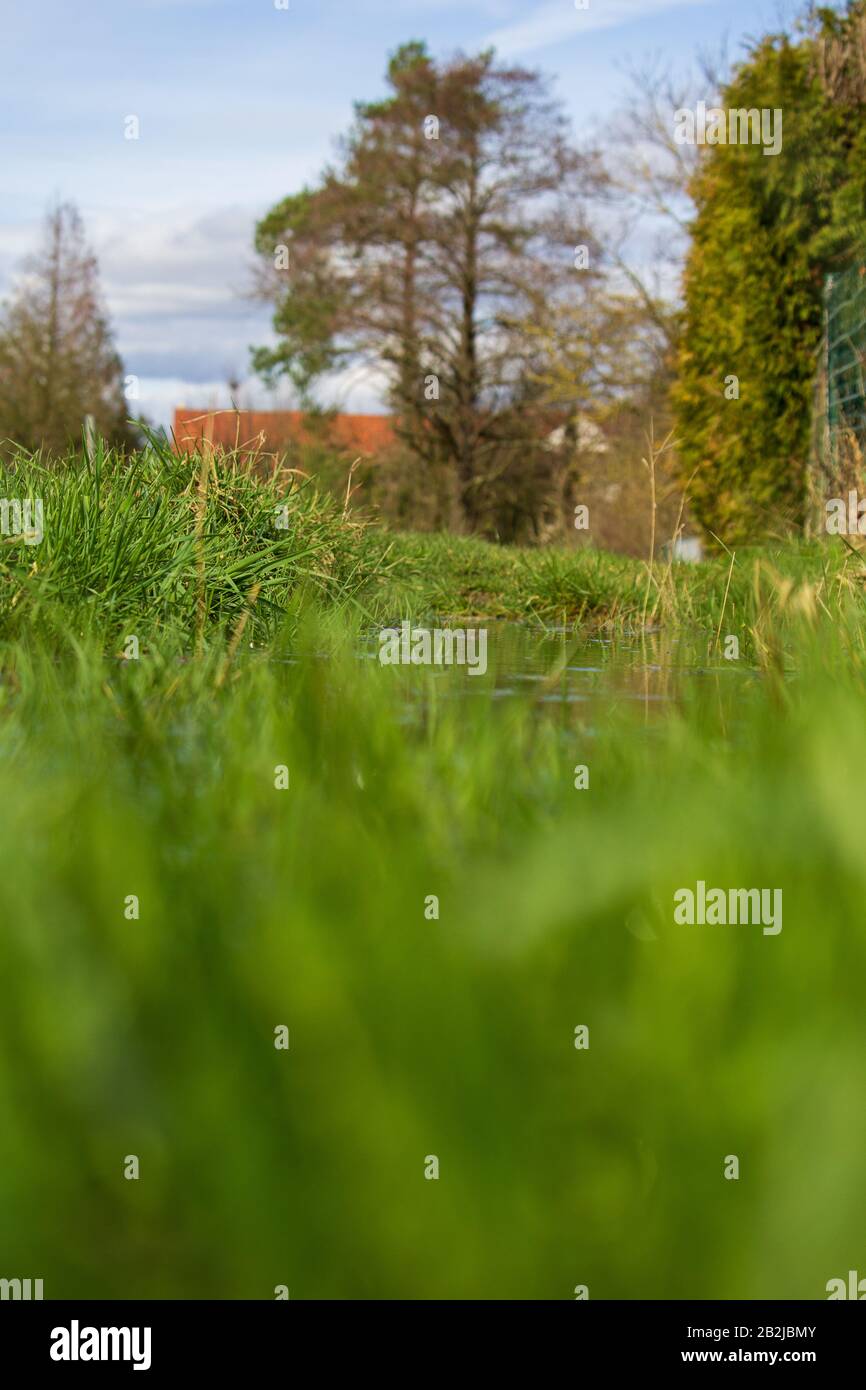 fresh spring tuft of grass left of a puddle Stock Photo - Alamy
