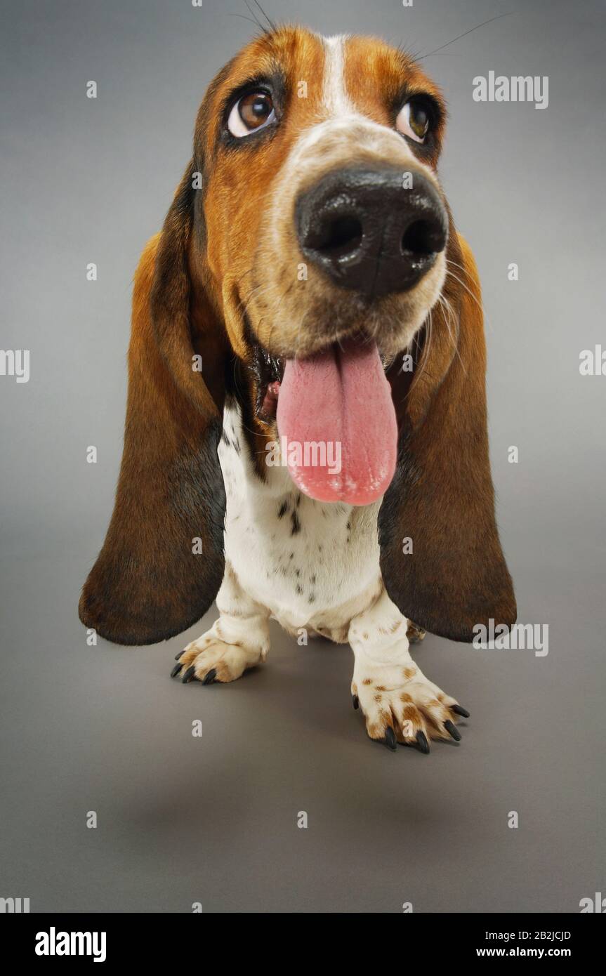 Grey Basset Hound