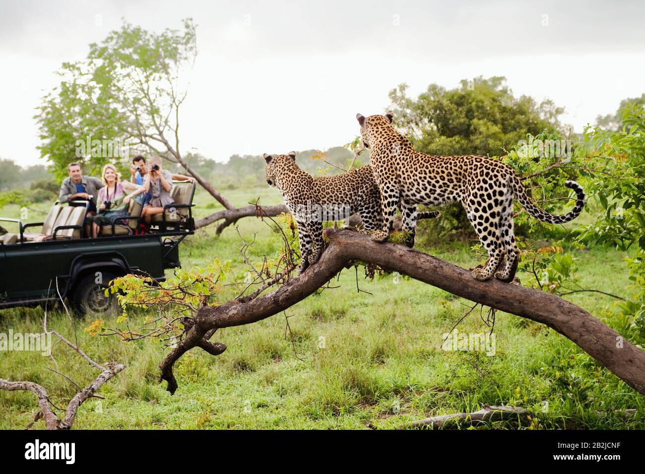Two leopard standing in hi-res stock photography and images - Alamy