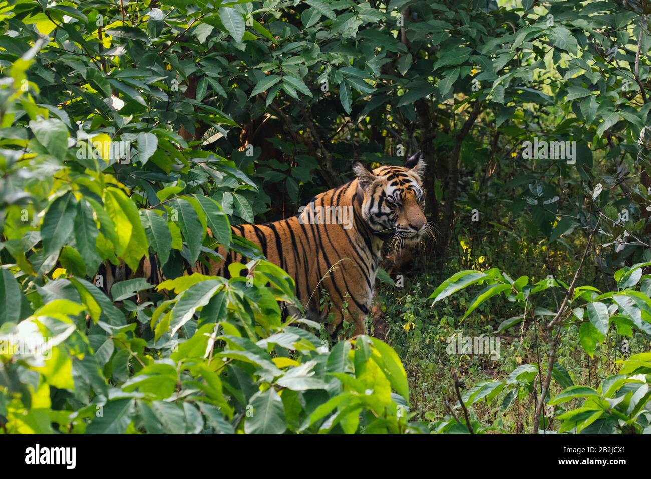 Tiger at a forest in Madhya Pradesh in India Stock Photo - Alamy