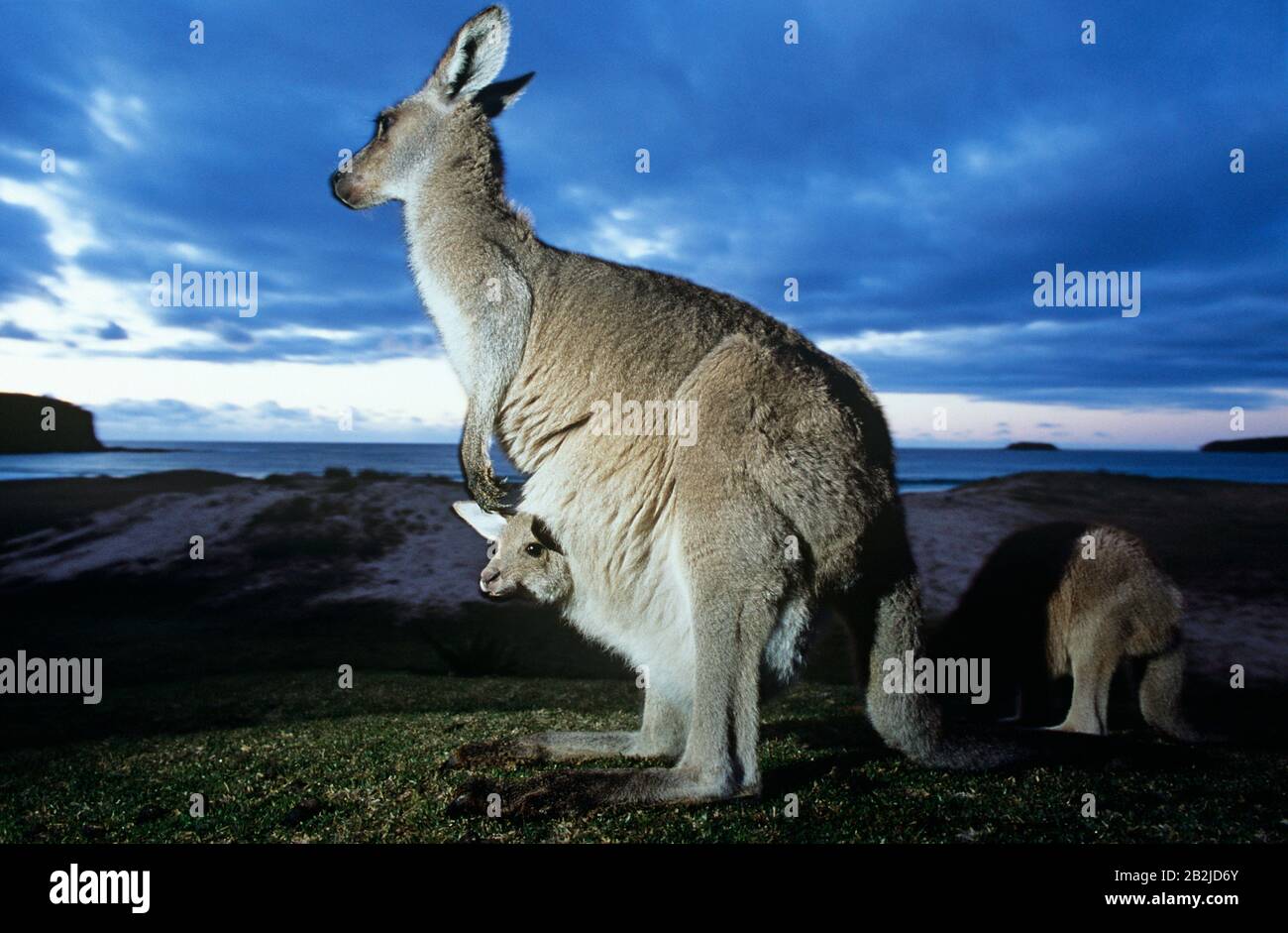 Family of kangaroos hi-res stock photography and images - Alamy