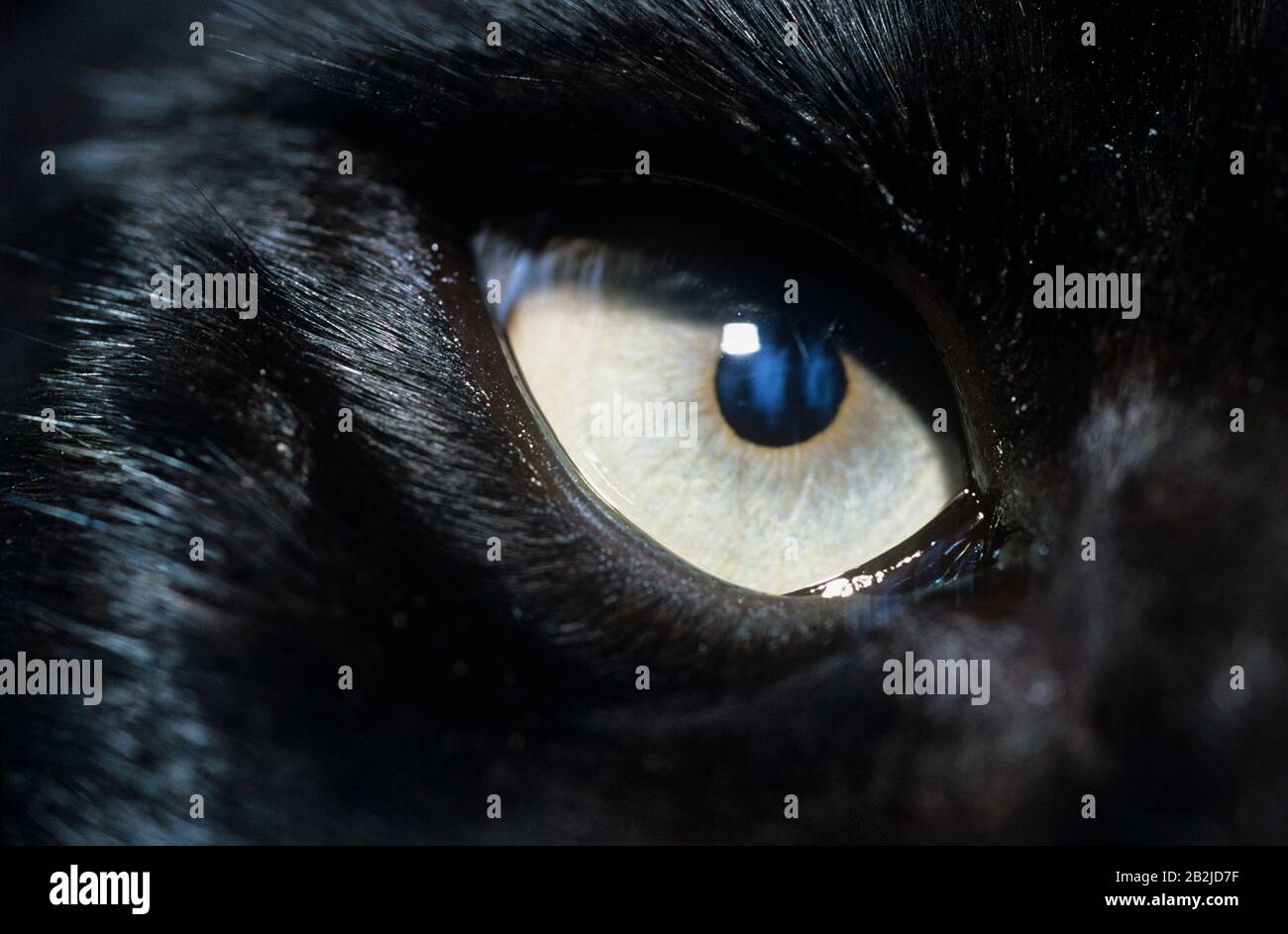 Eye of black wolf close-up Stock Photo - Alamy