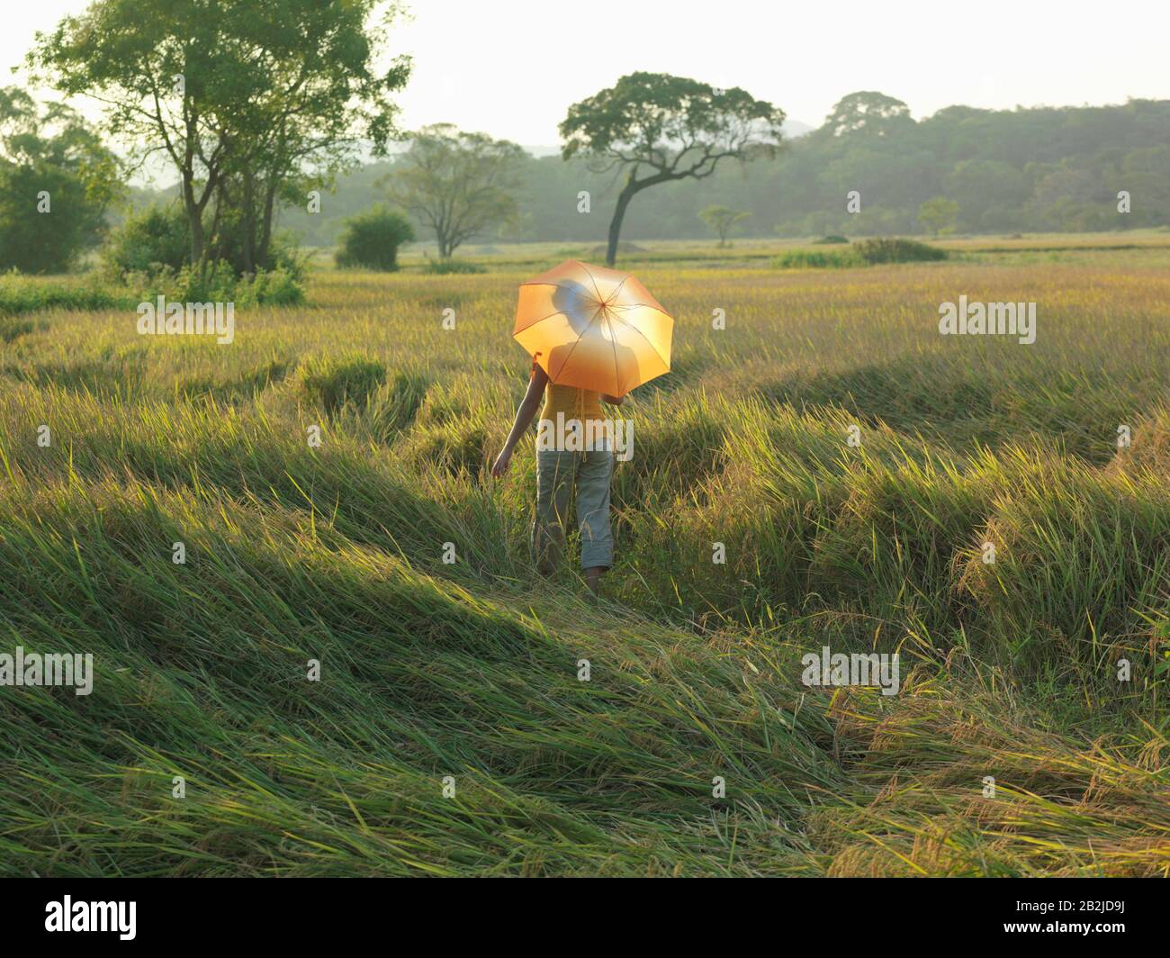 Young woman in fields holding umbrella back view Stock Photo - Alamy