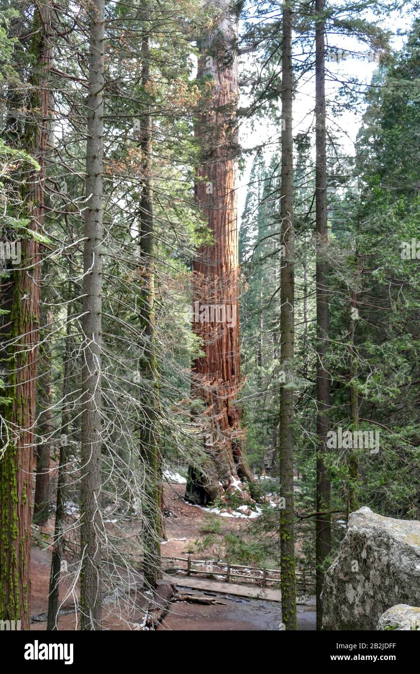Giant Sequoia trees at the Sequoia National Park, Sierra Mountains ...