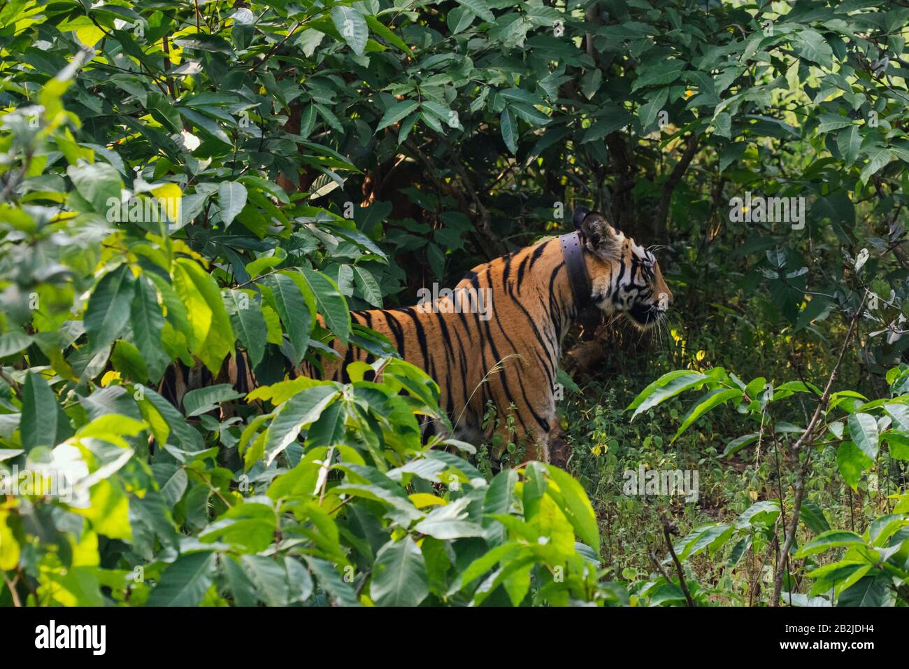Safari panna tiger reserve hi-res stock photography and images - Alamy