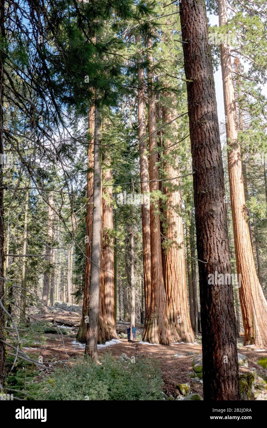 Giant Sequoia trees at the Sequoia National Park, Sierra Mountains ...