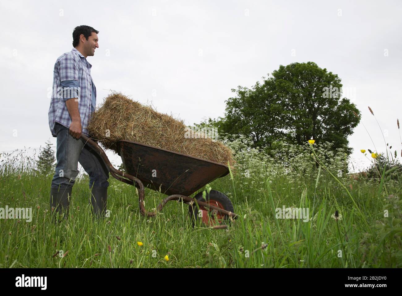 Man transporting hay in wheelbarrow in field Stock Photo - Alamy