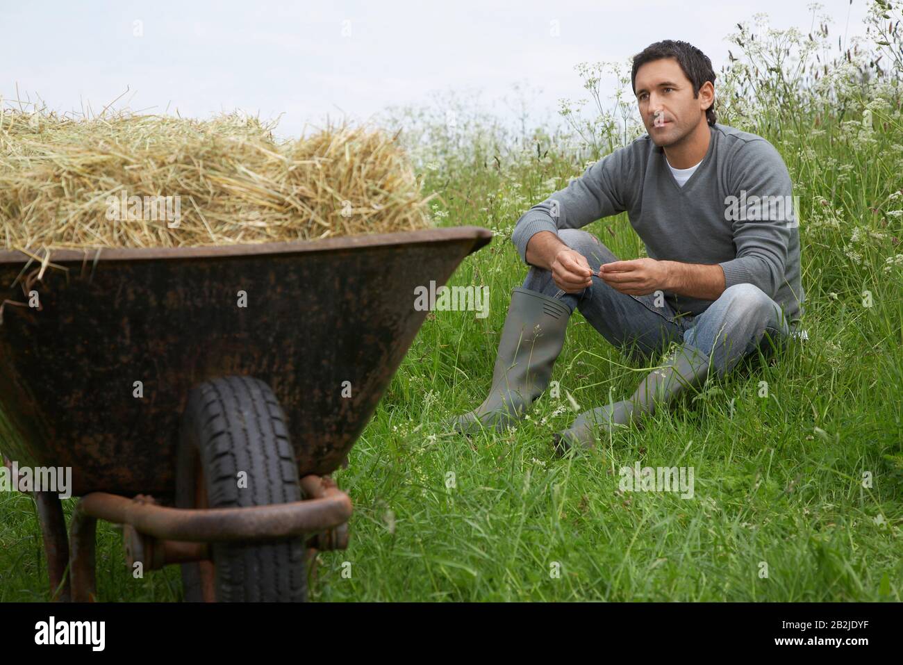 Wheelbarrow full straw hi-res stock photography and images - Alamy
