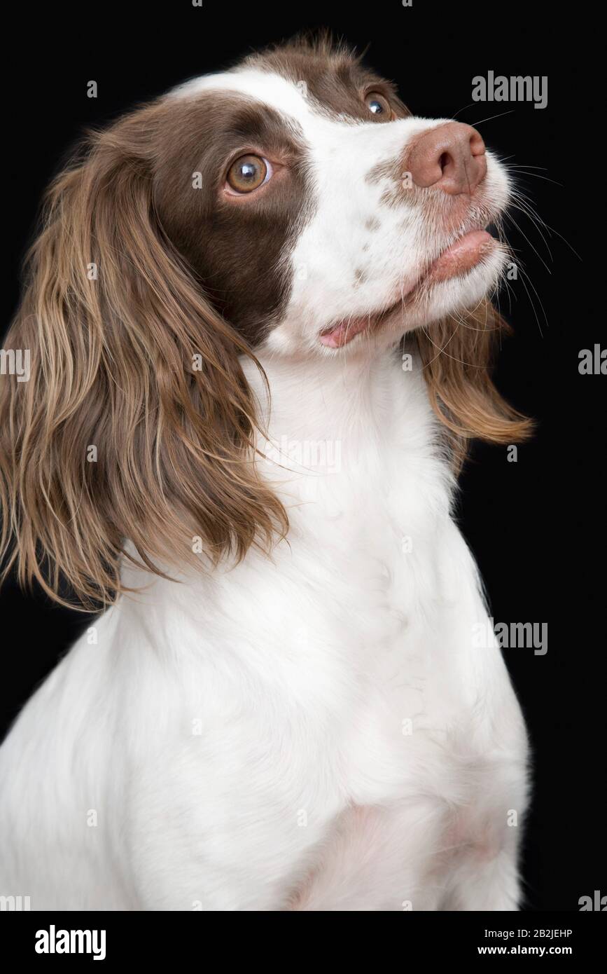 English Springer Spaniel close-up Stock Photo - Alamy