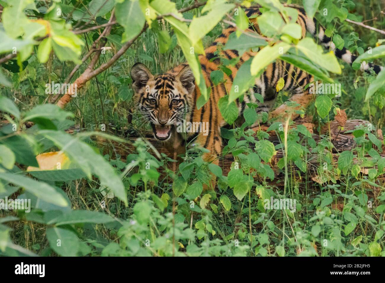 Tiger at a forest in Madhya Pradesh in India Stock Photo - Alamy
