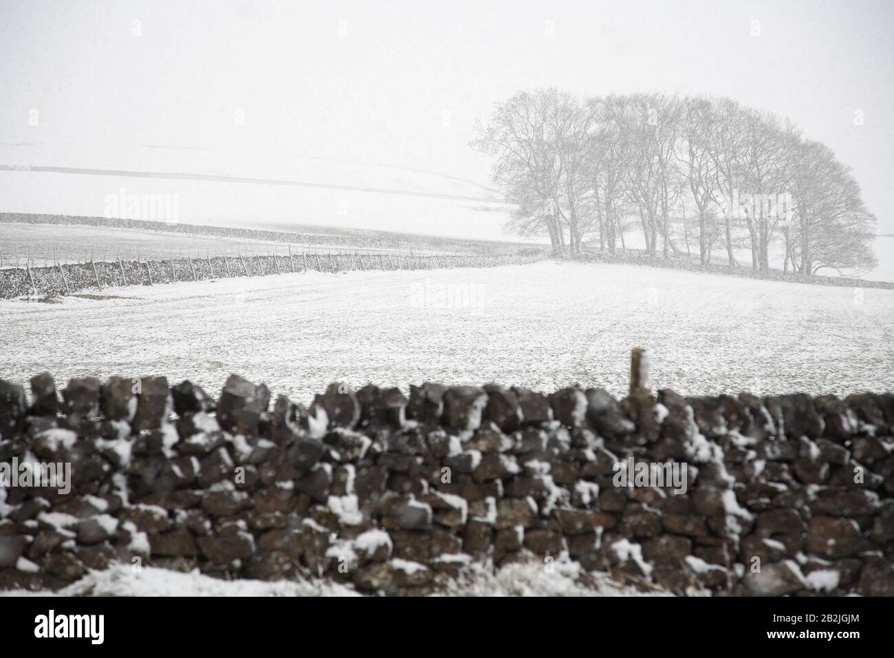 Snowcovered trees and field behind stone wall Stock Photo - Alamy