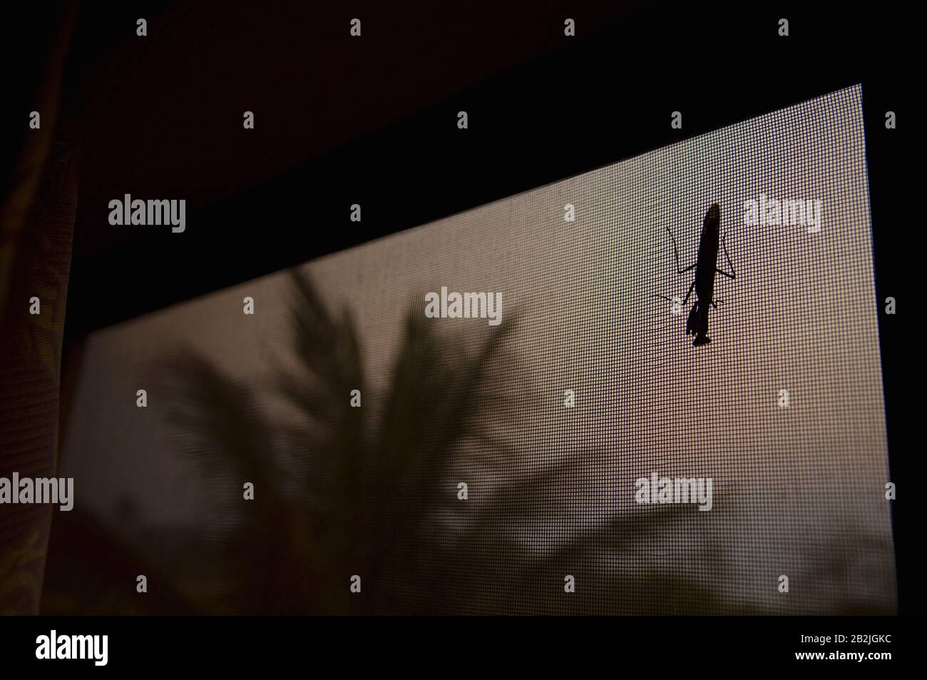 Large bug hi-res stock photography and images - Alamy