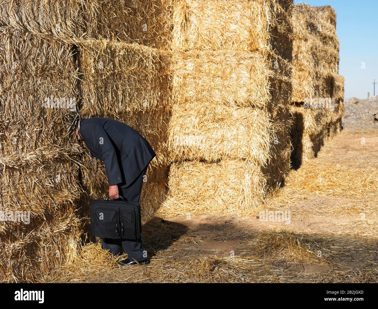 Man with his head stuck in haystack Stock Photo - Alamy