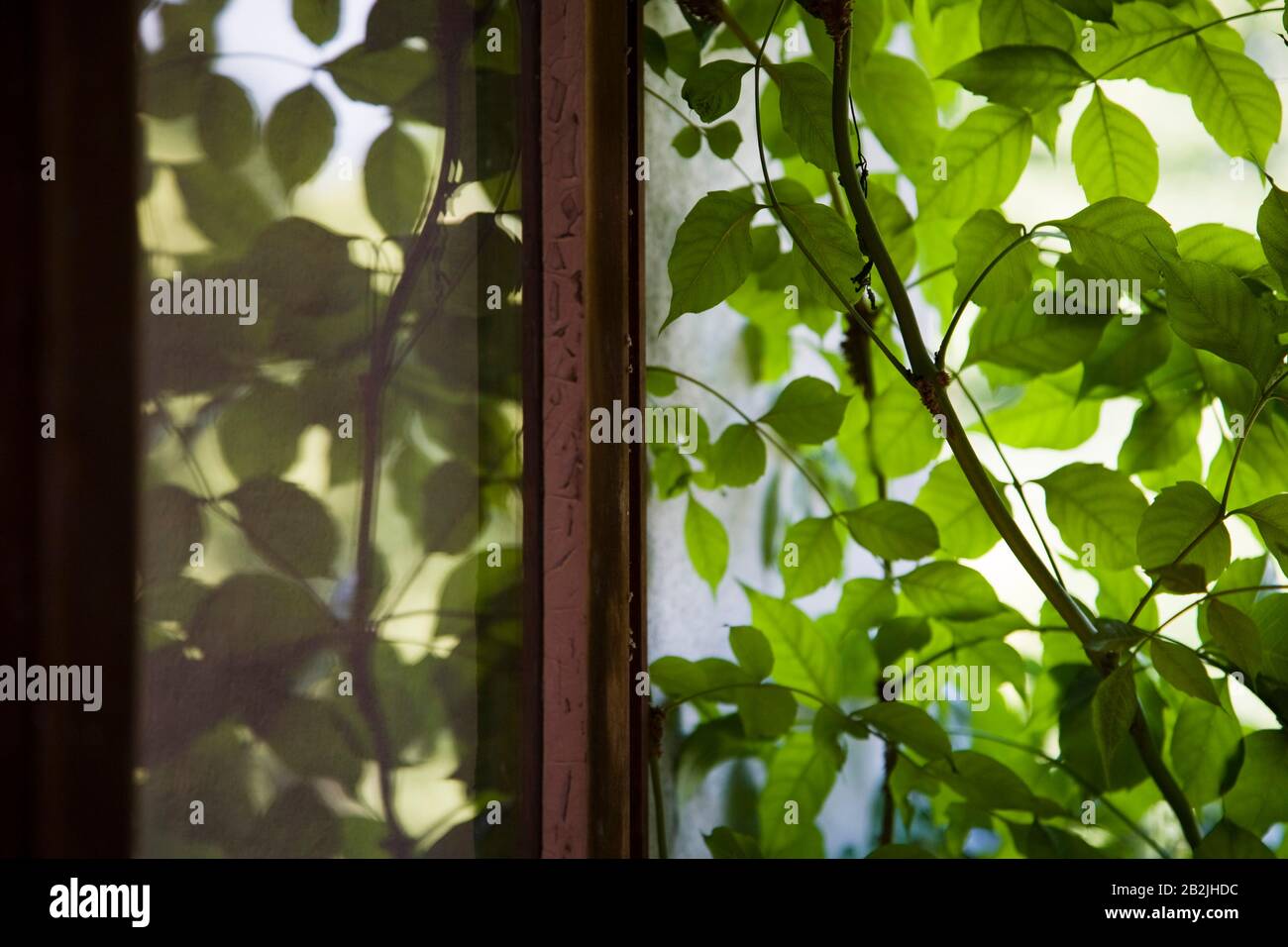 Plant outside window Stock Photo - Alamy