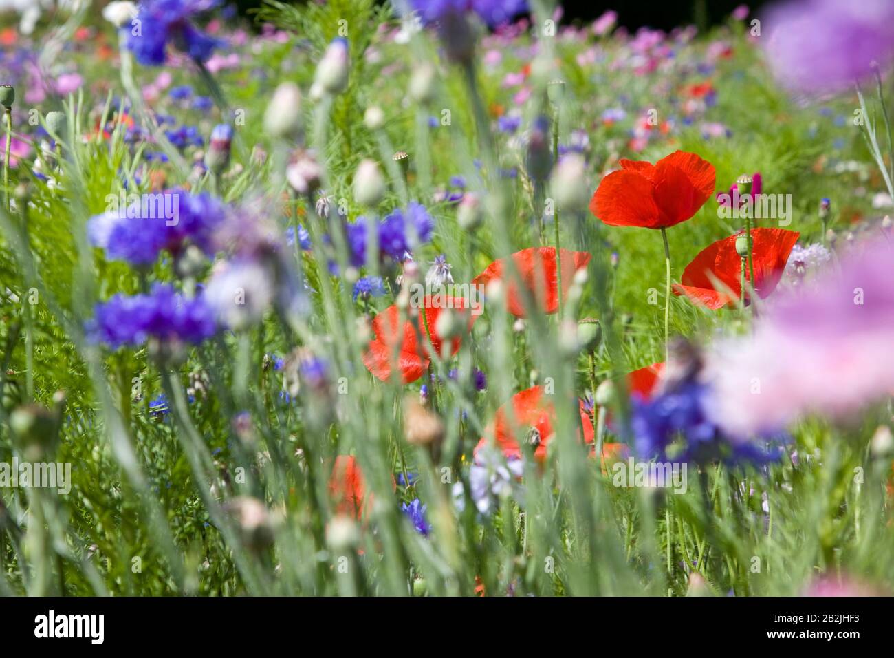 Wildflowers in meadow Stock Photo - Alamy