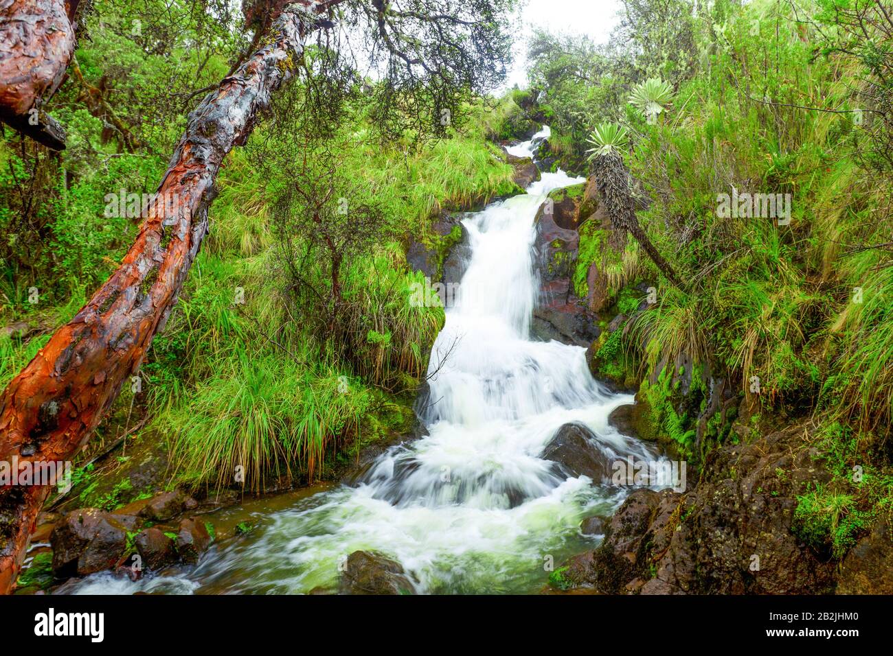 Stream in evergreen rainforest hi-res stock photography and images - Alamy
