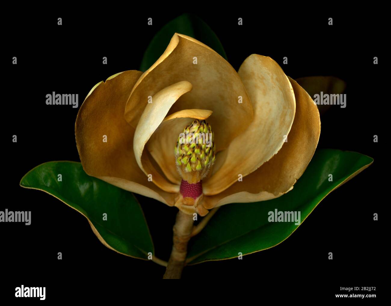 Flower cross section hi-res stock photography and images - Alamy