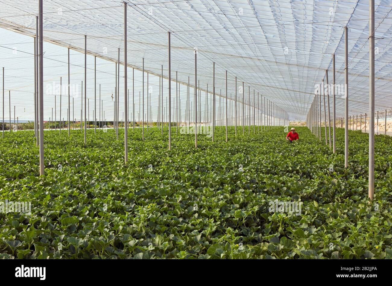 Field of crops protected by covered roofing Murcia Spain Stock Photo ...