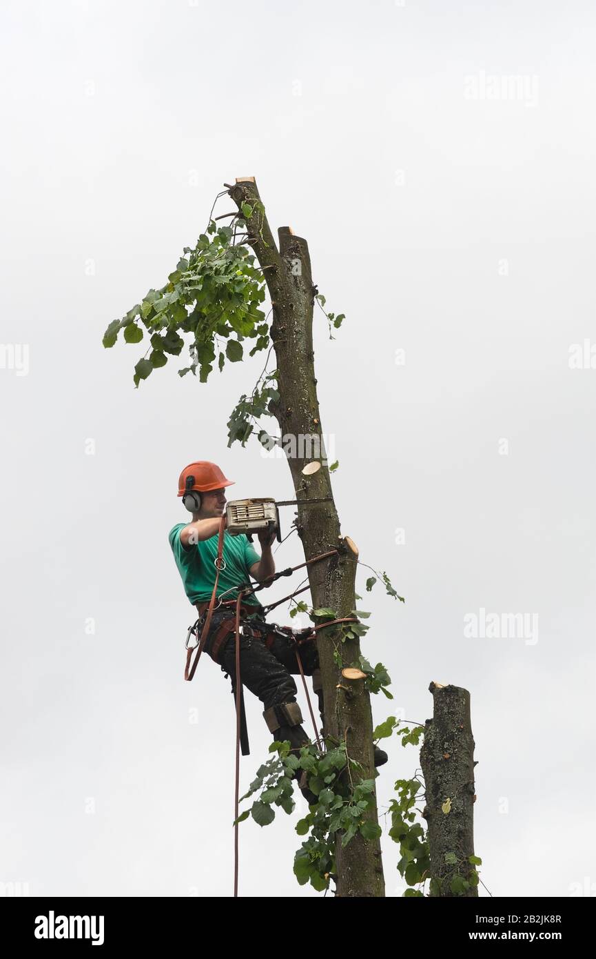 A tree surgeon attached to a tree sawing into it Stock Photo - Alamy