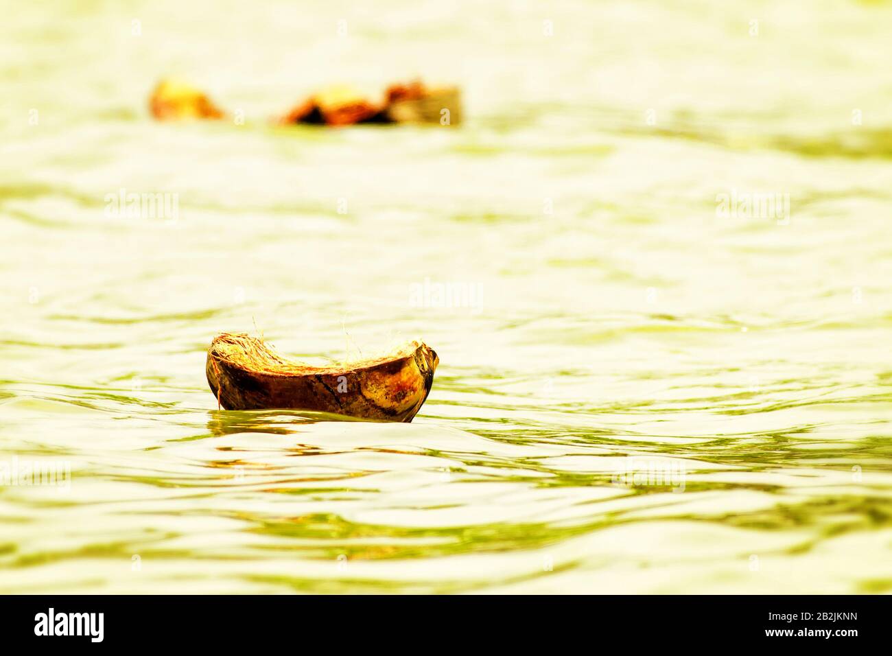 Abstract Shot Of A Floating Coconut The Most Common Form Of Spreading ...