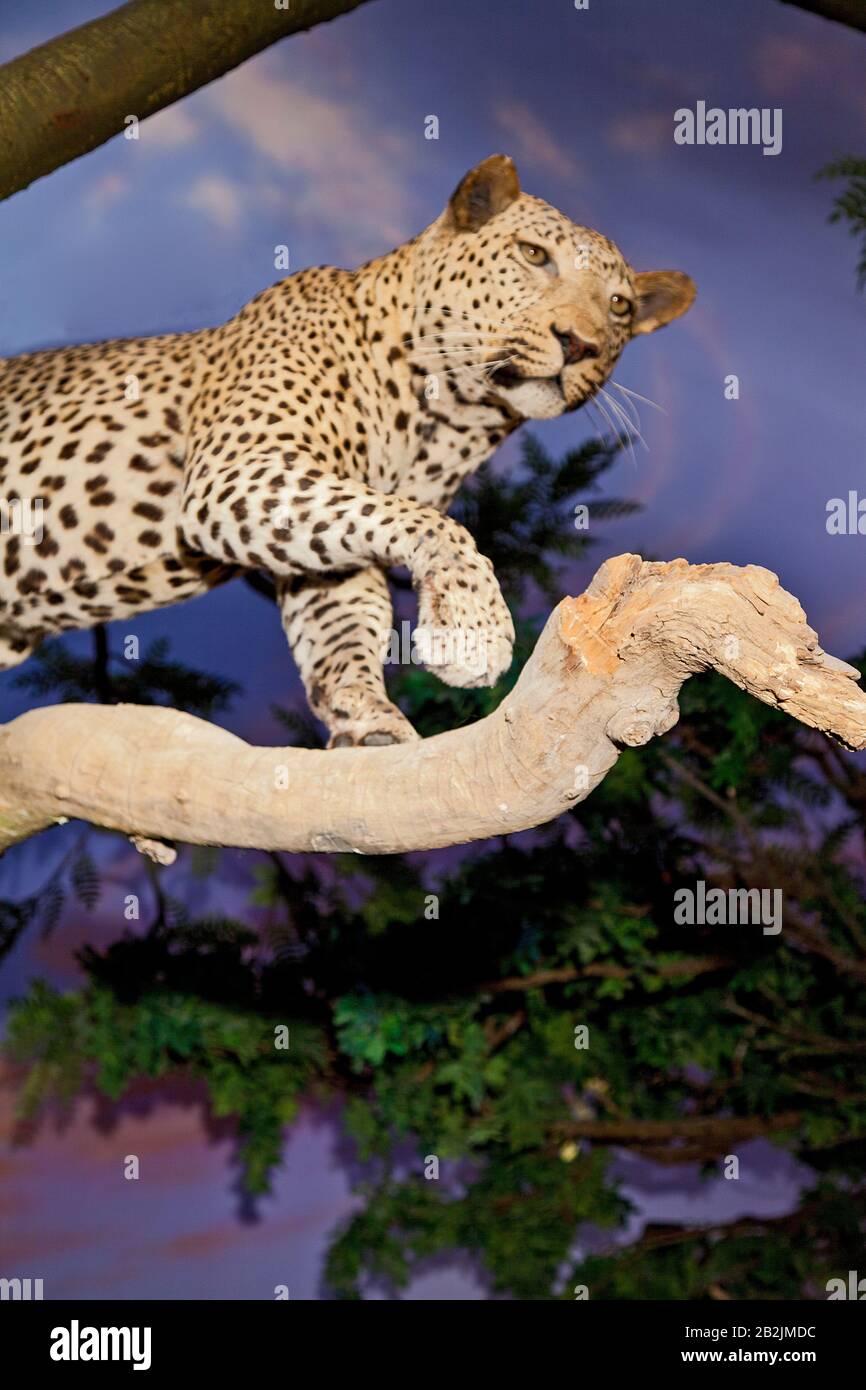 Endangered leopard taxidermy in museum Stock Photo - Alamy