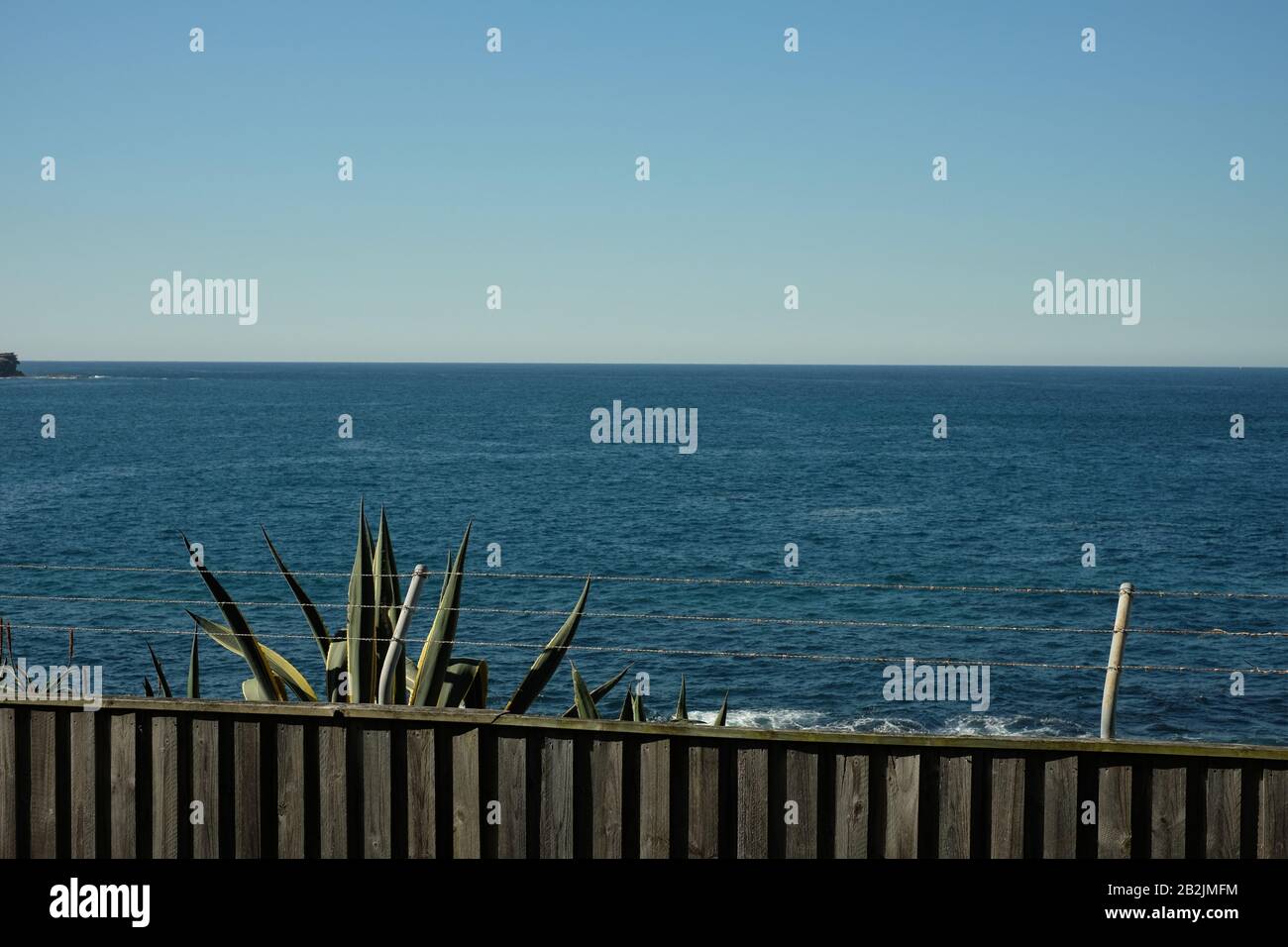 A wooden slat fence, barbed wire, a spiky yellow edged green fronds of ...