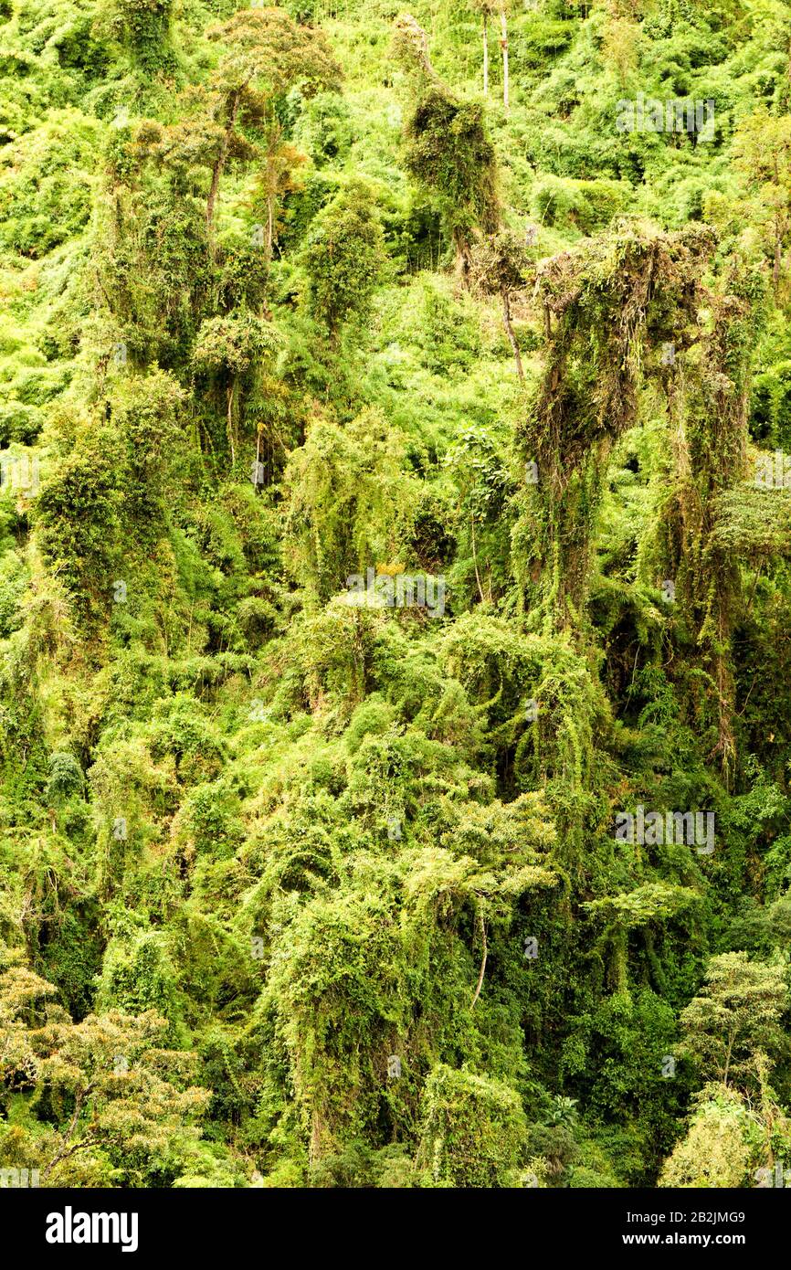 Dense Vegetation In A Warm Rainforest High Point Of View Stock Photo ...