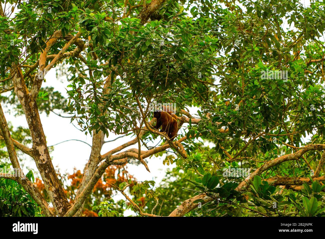 Wild Chorongo Wholly Monkey Shot In Ecuadorian Jungle Small Amount Of ...