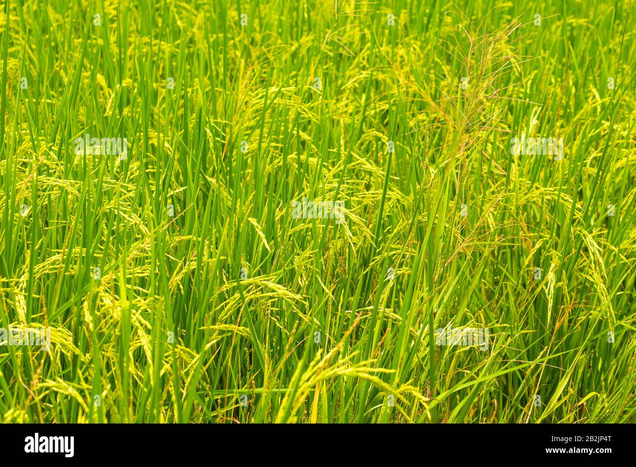 Plantation of yellow paddy rice farmland nature background Stock Photo ...
