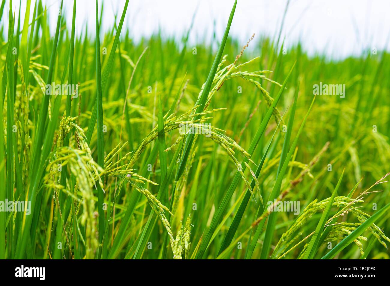 Paddy rice plantation field sunny day blue sky with cloud off season ...