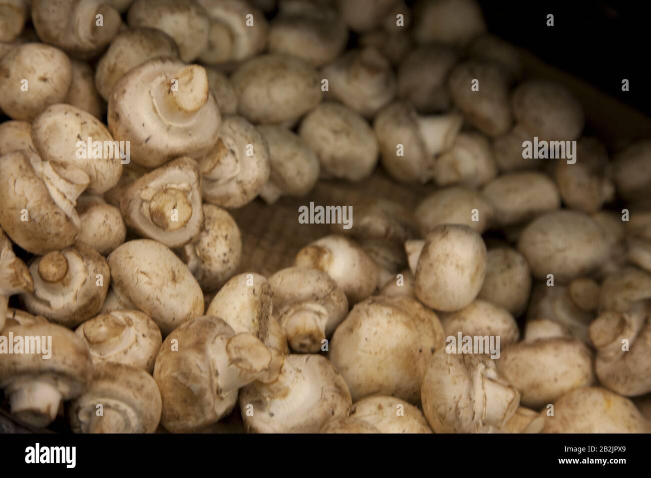Button mushrooms soil hi-res stock photography and images - Alamy