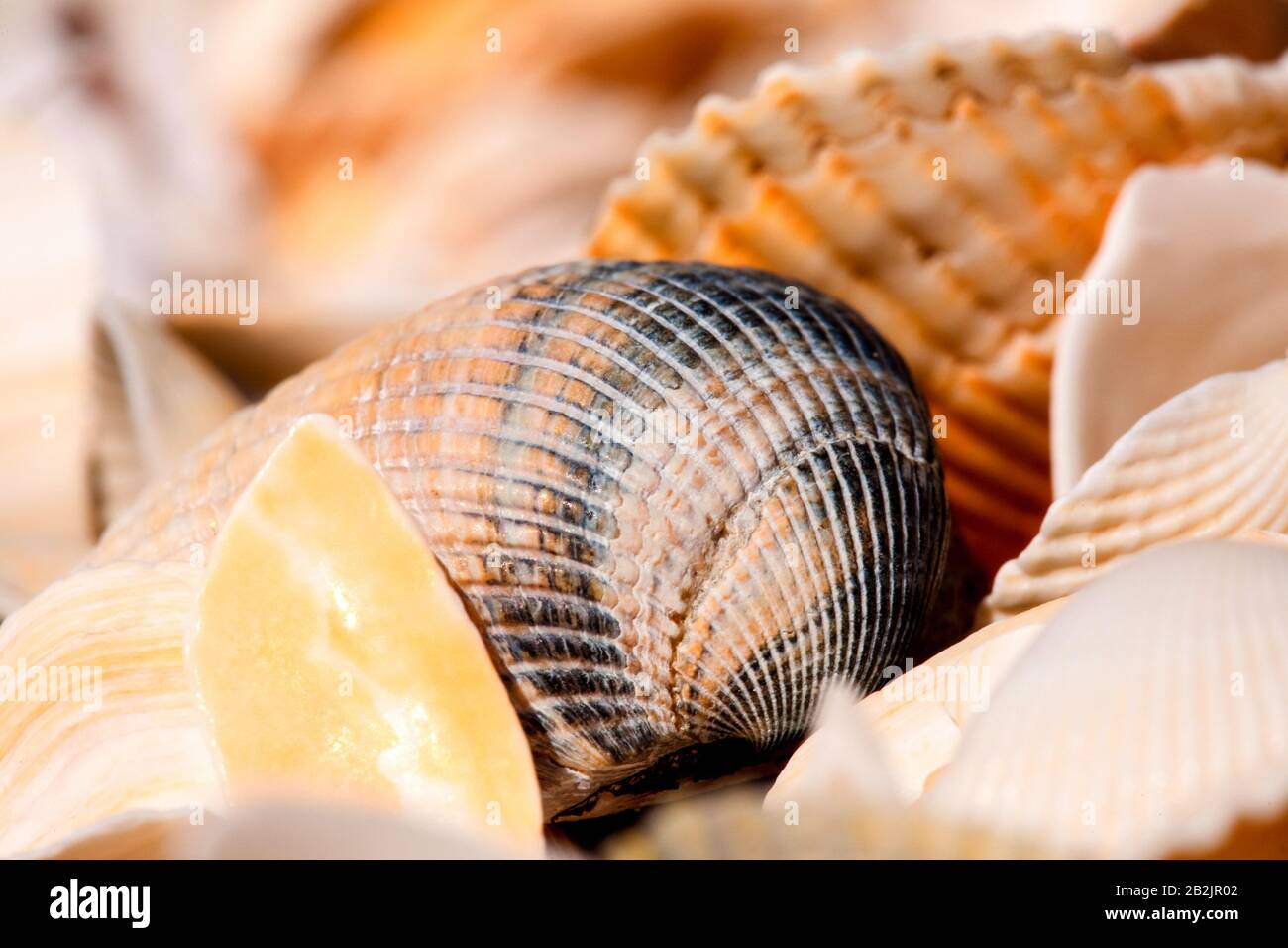 Abstract Image Of Seashells In The Late Afternoon Light Stock Photo - Alamy