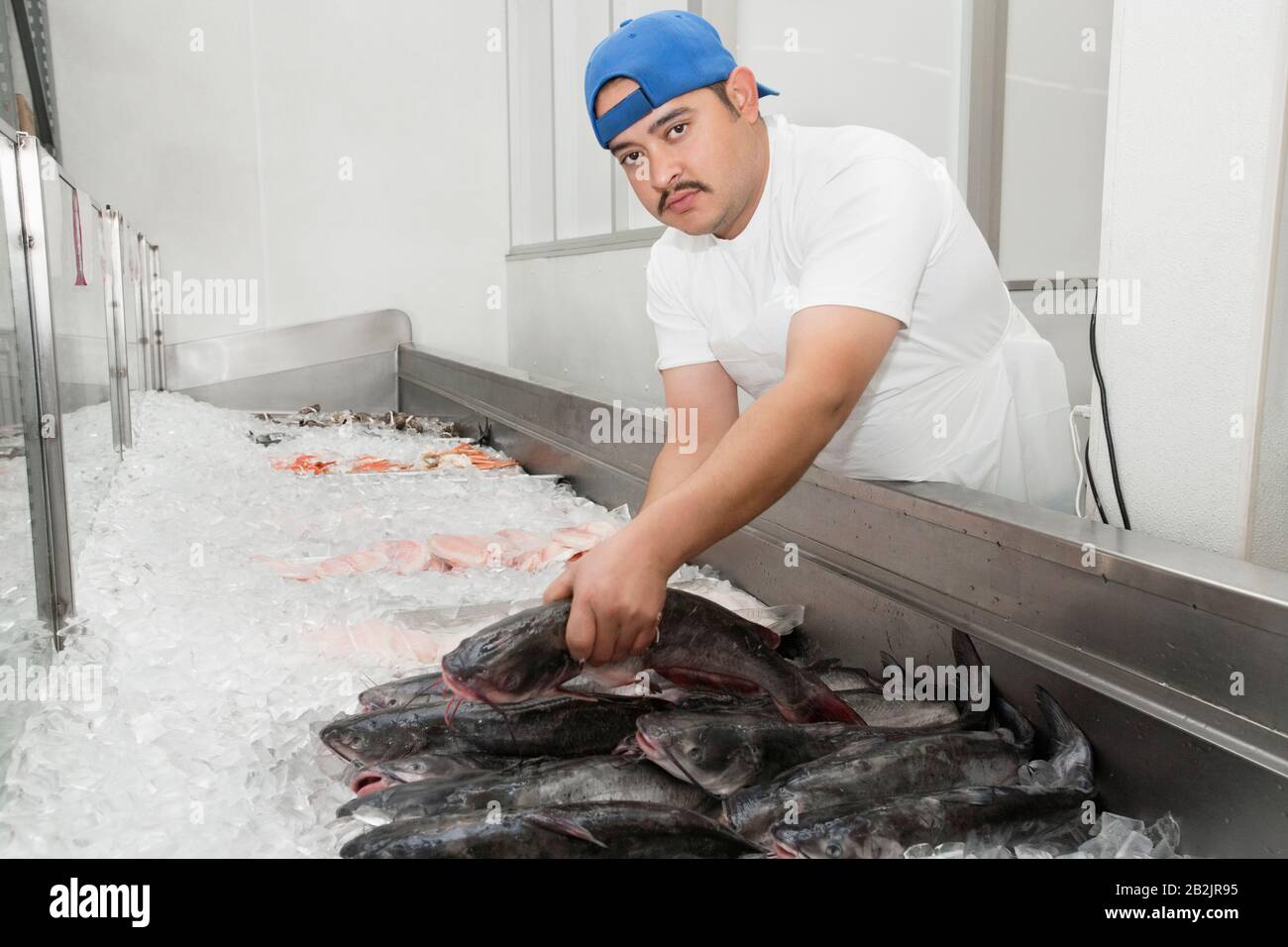 Portrait of young fishmonger arranging fish in ice at market Stock ...