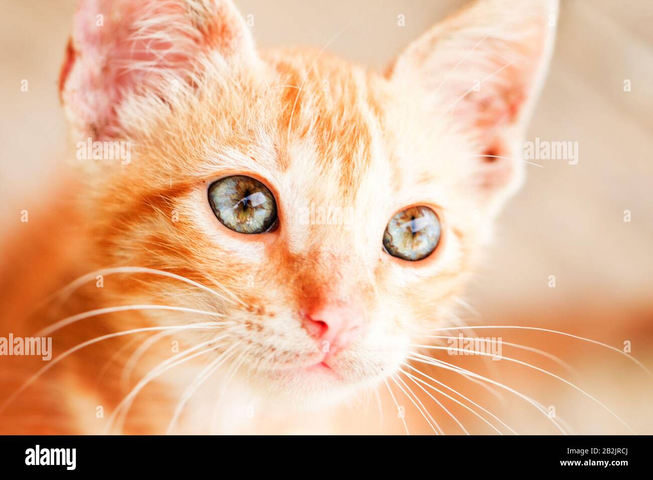 Young tomcat hi-res stock photography and images - Alamy
