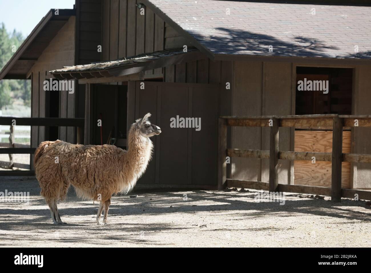 Llama standing hi-res stock photography and images - Alamy
